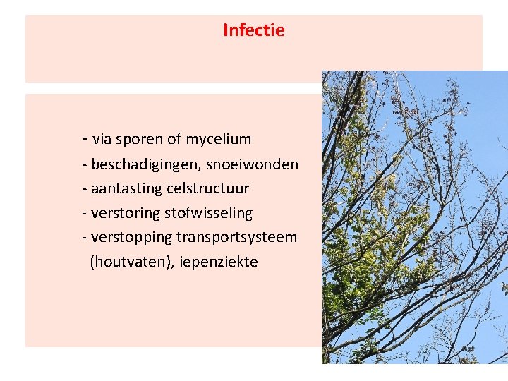 Ziekten en plagen in de tuin Kurt Becue