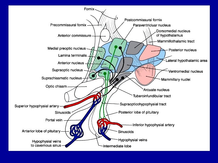 The Hypothalamus Functions of hypothalamus Endocrine function Sleep