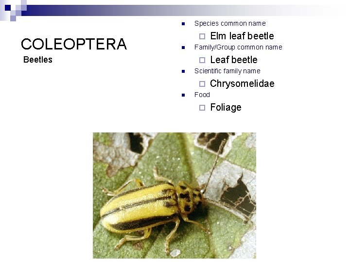 COLEOPTERA Beetles Ordinal Characteristics 1 chewing mouthparts 2