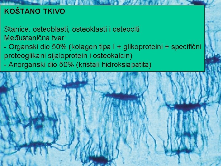 HRSKAVINO TKIVO Poseban oblik vezivnog tkiva s vsrtom
