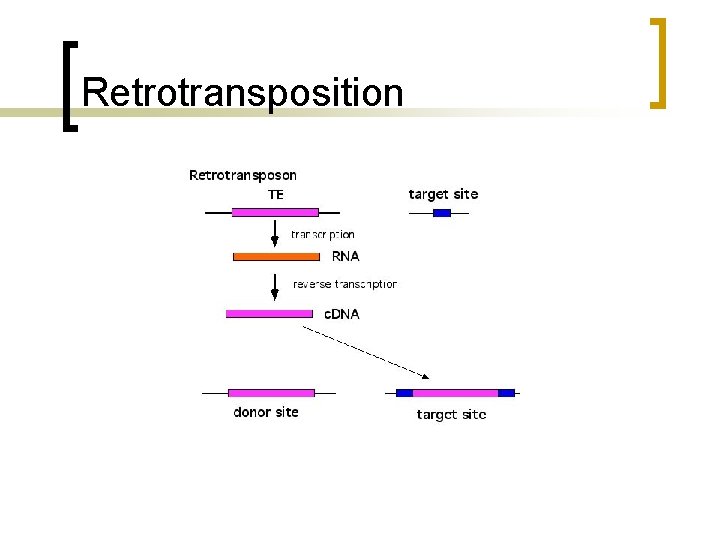 Transposable Elements IS Pelements Human repetitive sequences Prokaryotes