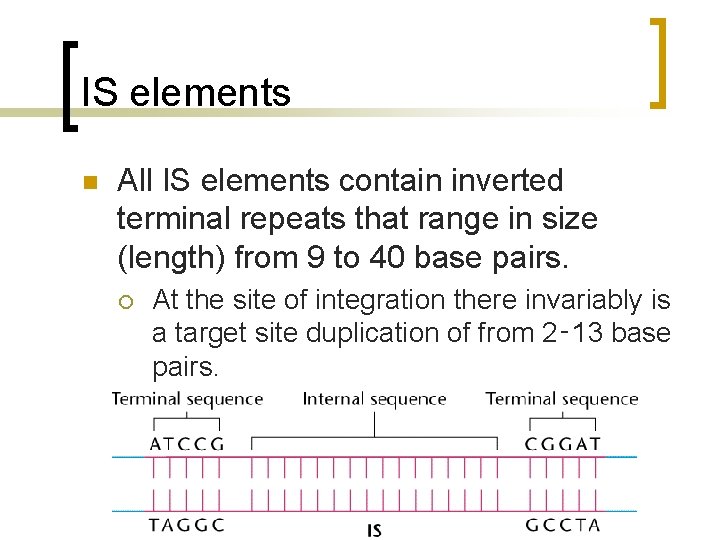 Transposable Elements IS Pelements Human repetitive sequences Prokaryotes