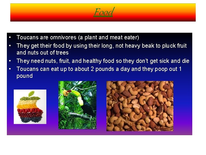 THE FRUIT EATER Description Bird Beak is made