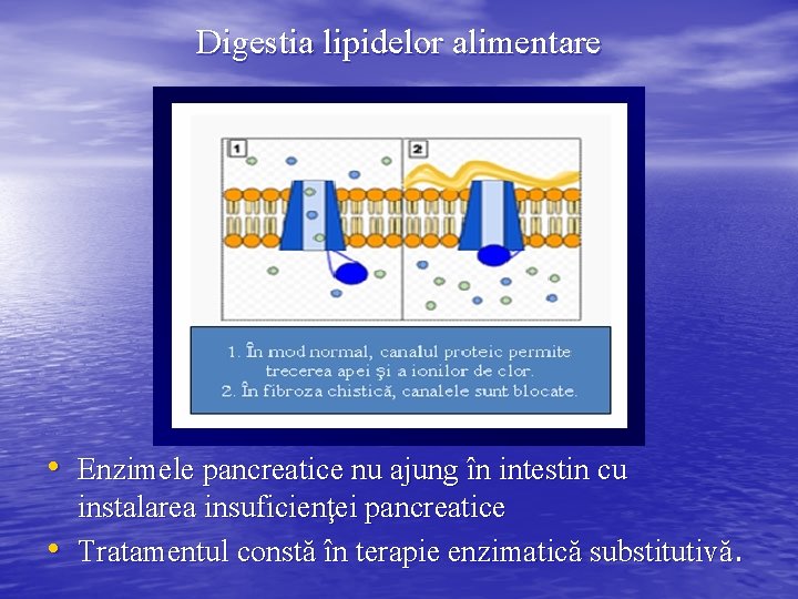 Metabolismul lipidic Lipidele Aspecte generale i importan Grup