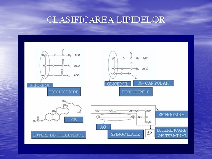 Metabolismul lipidic Lipidele Aspecte generale i importan Grup