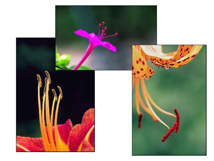 Folhas e Flores estrutura morfologia e adaptaes parte