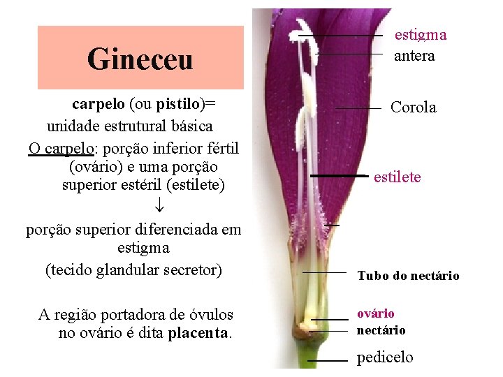 Folhas e Flores estrutura morfologia e adaptaes parte