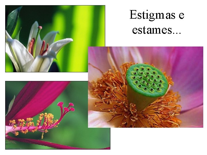 Folhas e Flores estrutura morfologia e adaptaes parte