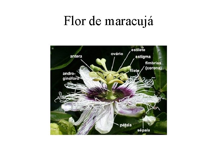 Folhas e Flores estrutura morfologia e adaptaes parte