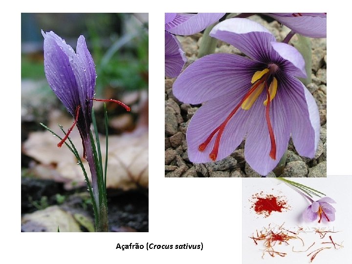 Folhas e Flores estrutura morfologia e adaptaes parte