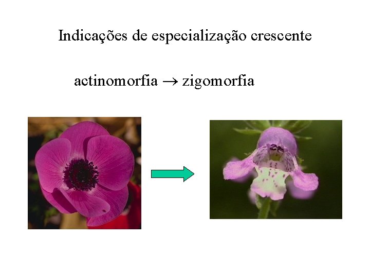 Folhas e Flores estrutura morfologia e adaptaes parte