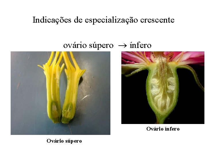 Folhas e Flores estrutura morfologia e adaptaes parte