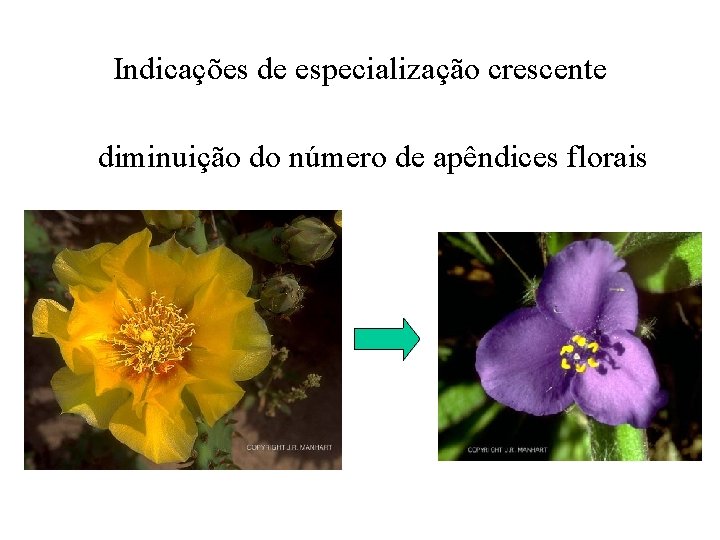 Folhas e Flores estrutura morfologia e adaptaes parte