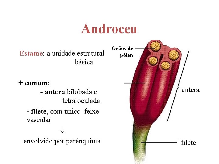Folhas e Flores estrutura morfologia e adaptaes parte