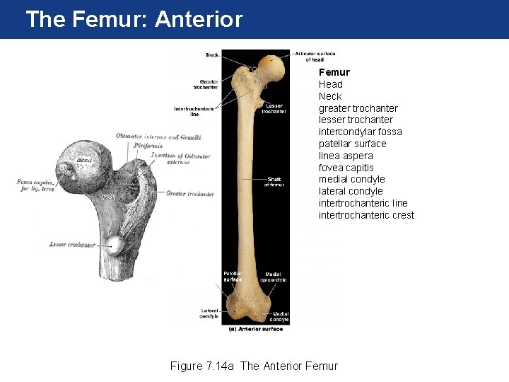 Chapter 7 Lecture Chapter 1 Lecture HUMAN ANATOMY