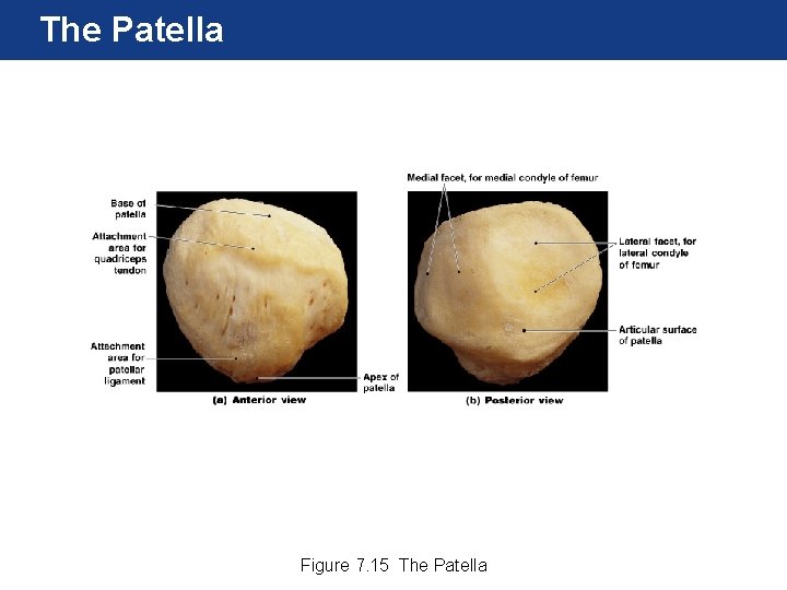 Chapter 7 Lecture Chapter 1 Lecture HUMAN ANATOMY