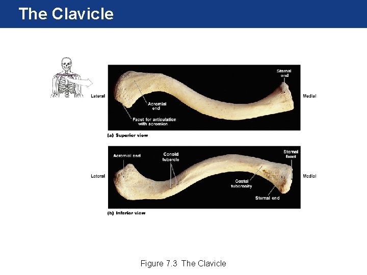 Chapter 7 Lecture Chapter 1 Lecture HUMAN ANATOMY