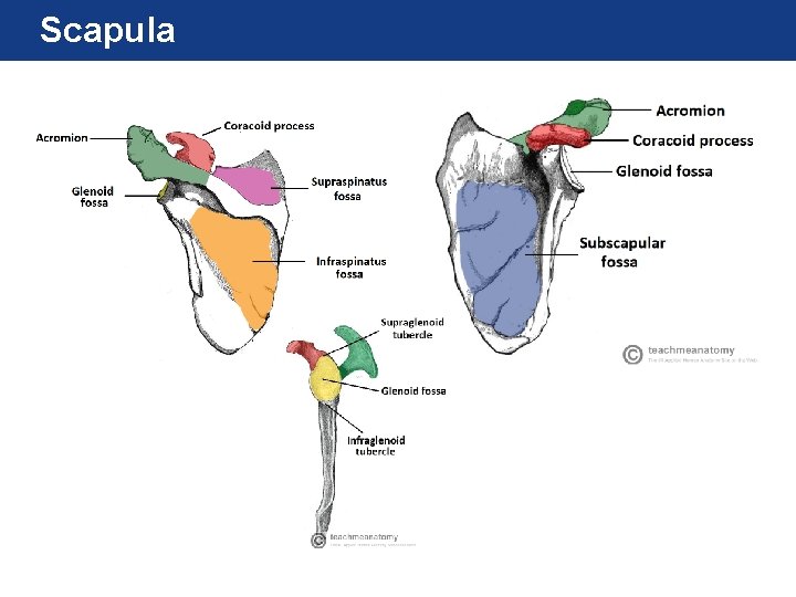 Chapter 7 Lecture Chapter 1 Lecture HUMAN ANATOMY