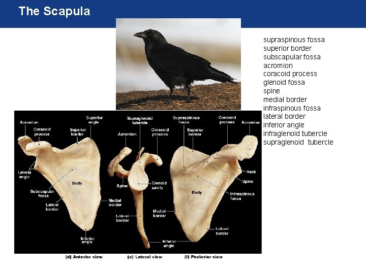 Chapter 7 Lecture Chapter 1 Lecture HUMAN ANATOMY