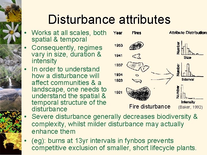 BCB 322 Landscape Ecology Lecture 4 Emerging processes