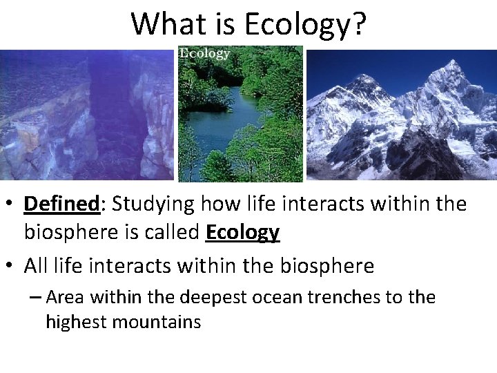 What is Ecology Defined Studying how life interacts
