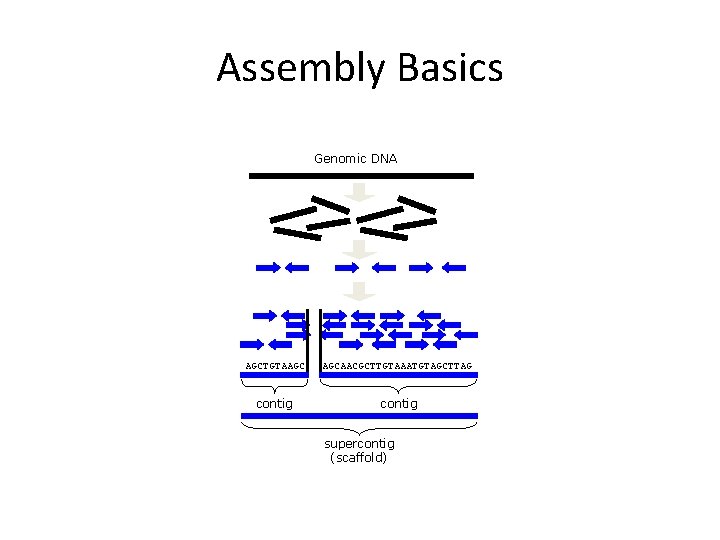 Bacterial Comparative Genomics Christopher Desjardins Ph D Earl