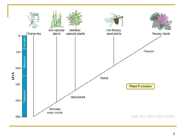 Elments de botanique Cours 5 Mtaphytes 20022019 Bac