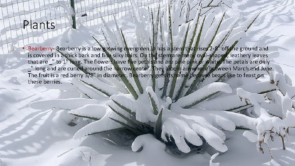 The Tundra Biome Science Project By Jaylin Henry