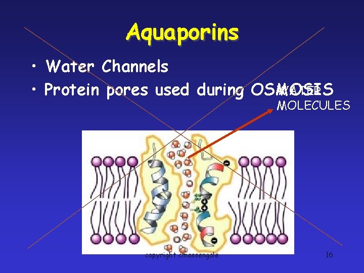 The Plasma Membrane Gateway to the Cell copyright