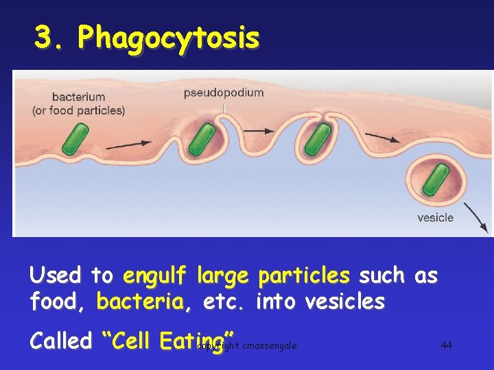 The Plasma Membrane Gateway to the Cell copyright