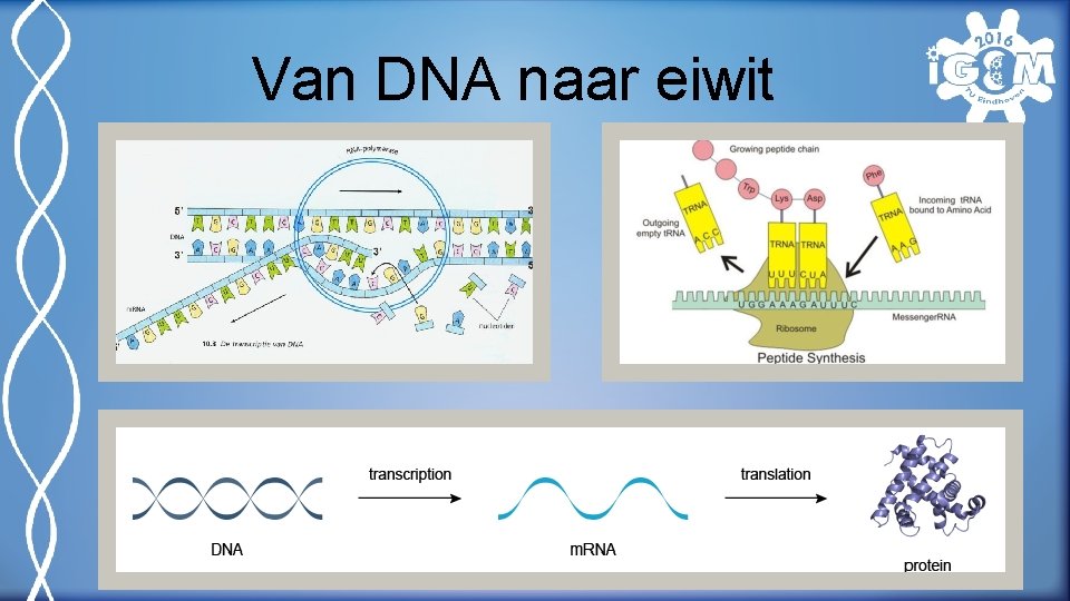 Synthetische biologie In de praktijk Wat is synthetische