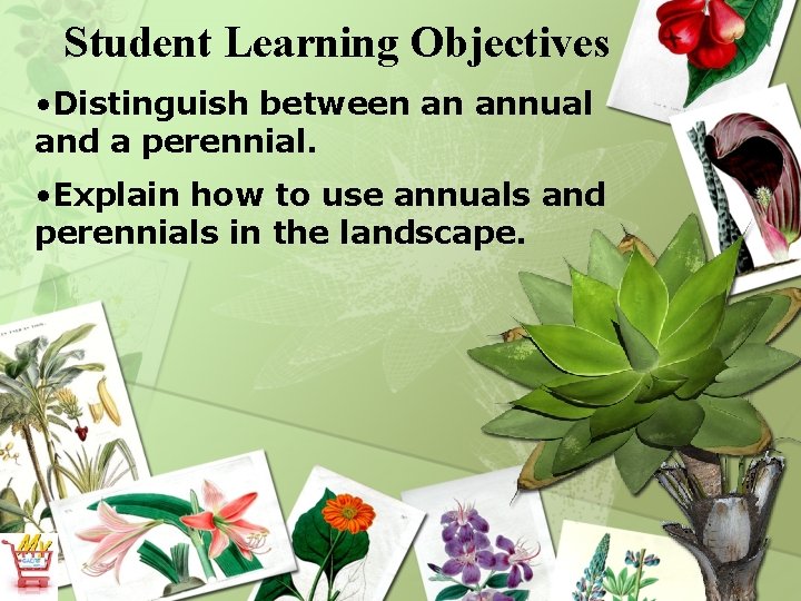 Horticulture Science Lesson 79 Using Annuals and Perennials