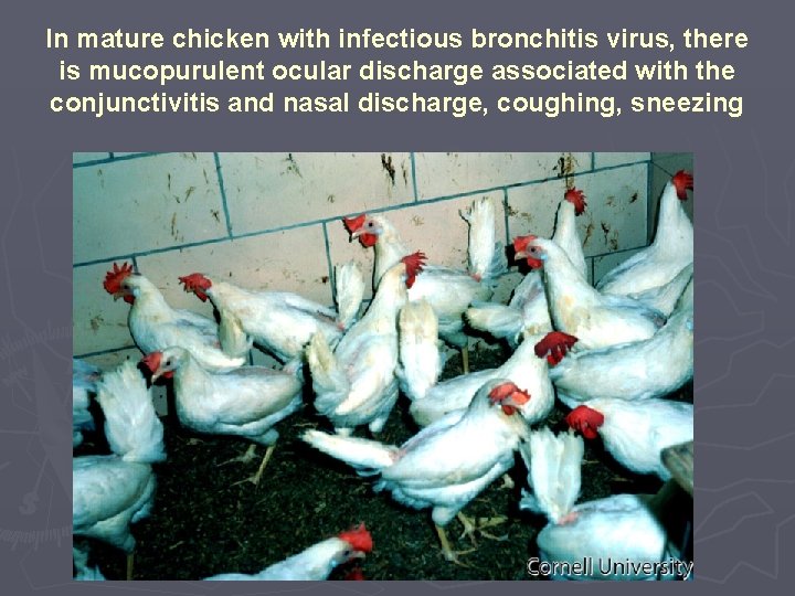 Infectious Bronchitis An acute highly contagious respiratory disease