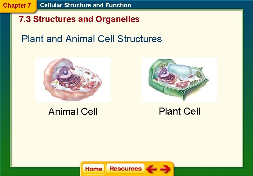 Chapter 7 Cellular Structure and Function 7 3