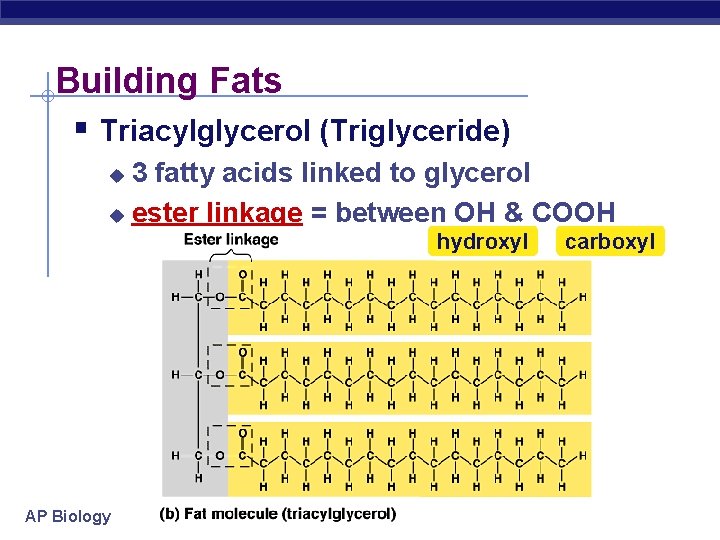 Lipids Fats Oils AP Biology Lipids long term