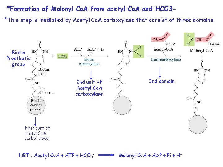 Lipid Biosynthesis These are endergonic and reductive reactions