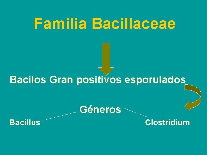 Bacilos gram positivos aerobios n n Los Bacilos