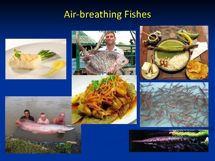 Aquaculture of Fishes Biology of Fishes 11 6
