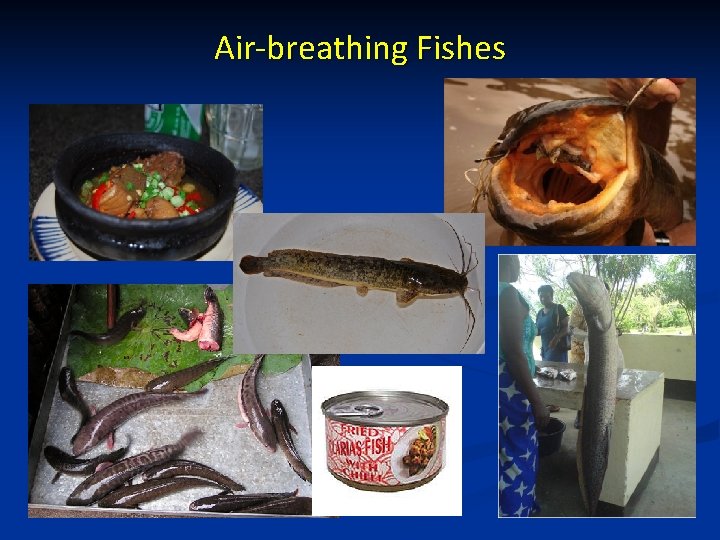 Aquaculture of Fishes Biology of Fishes 11 6