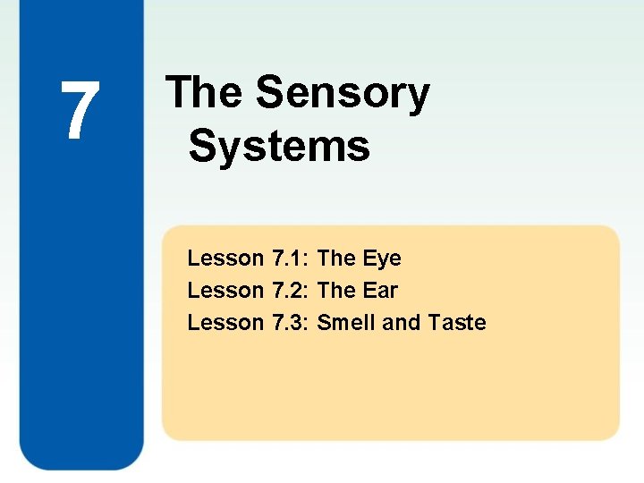 7 The Sensory Systems Lesson 7 1 The