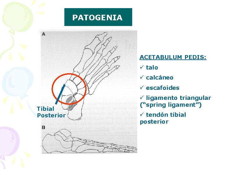 PROTOCOLO PIE PLANO Servicio de Traumatologa y C