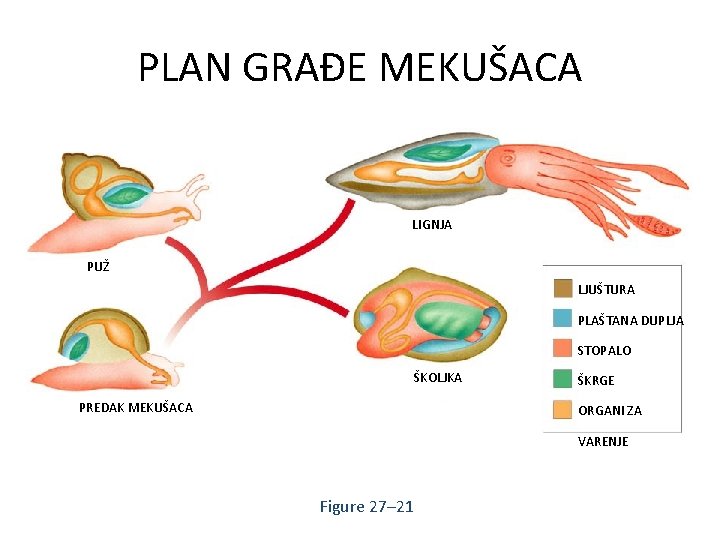 5 MEKUCI MEKUCI IMAJU MIINO STOPALO UNUTRANJE ORGANE