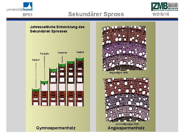 BP 01 Pflanzen Vorlesungen WS 201516 BP 01