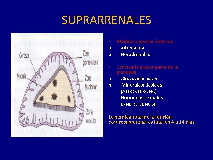TRASTORNOS DE LAS SUPRARRENALES DR MEDINA UBICACION Estructuras