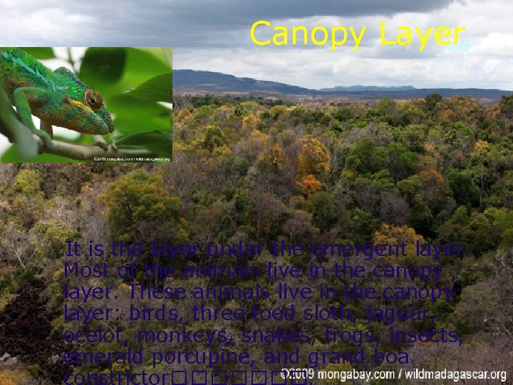 The Rainforest By Matt Samantha and Vivien What