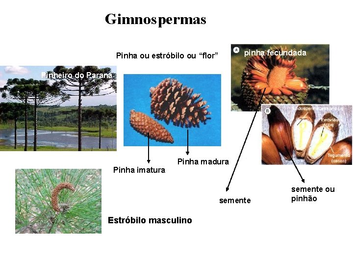 Reproduo nas plantas Prof EldaProf Felipe 8 anoCMC2020