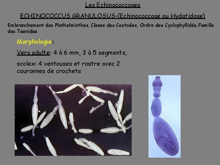 COURS DE PARASITOLOGIE DUT ABB 4 Les Cestodes