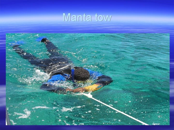 Sea Cucumbers Resource Stock Assessments Resource and Habitat