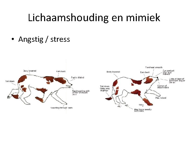 Gedrag Wat is gedrag Een opeenvolging van handelingen