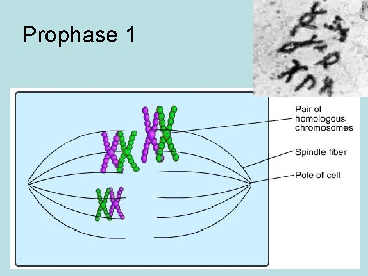 Meiosis Learning Objectives Learners should be able to